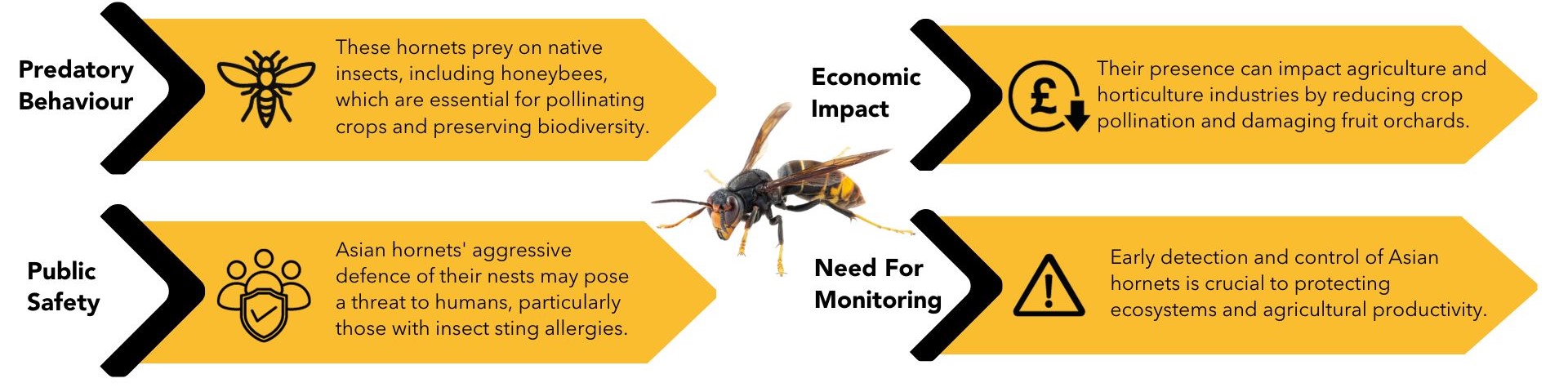 Protecting our insects from invasive Asian hornets - a Community ...